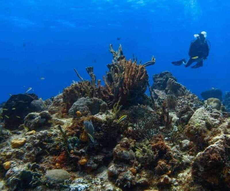 Cozumel: Discover Scuba Diving - An Honest Look at the Experience