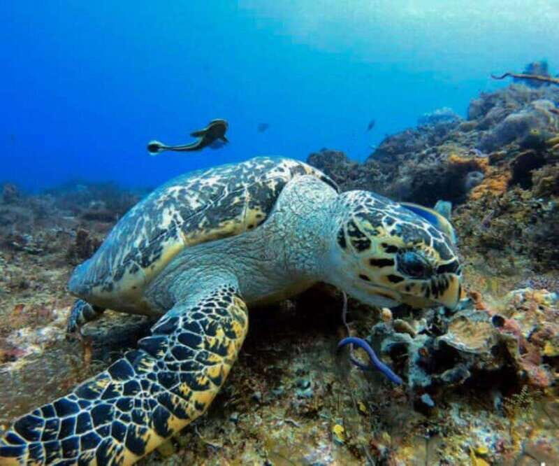 Cozumel: Discover Scuba Diving - Authentic Experiences from Past Participants