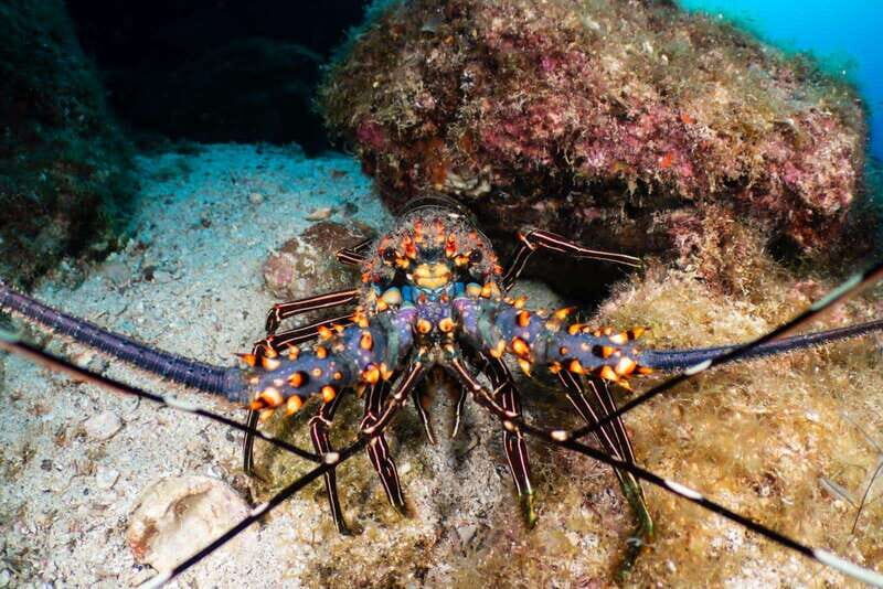 Cozumel Discover Scuba Diving from boat - What Makes This Tour Stand Out?