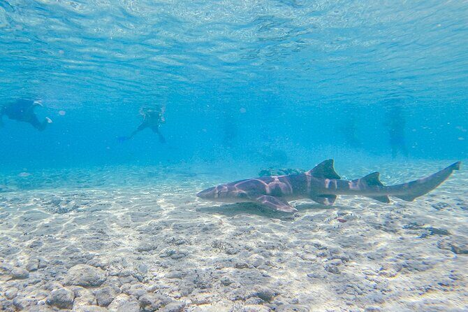 Cozumel Drive, Splash & Beach - An Authentic Off-Road Adventure in Cozumel