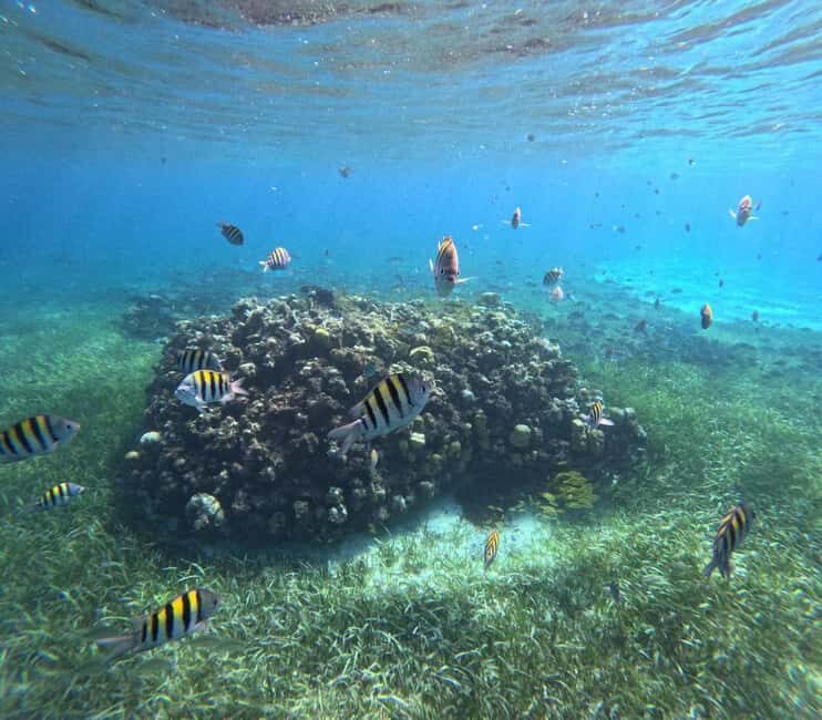 Cozumel, El Cielo: 4-Hour Shared Snorkeling Tour - Diving Into the Experience