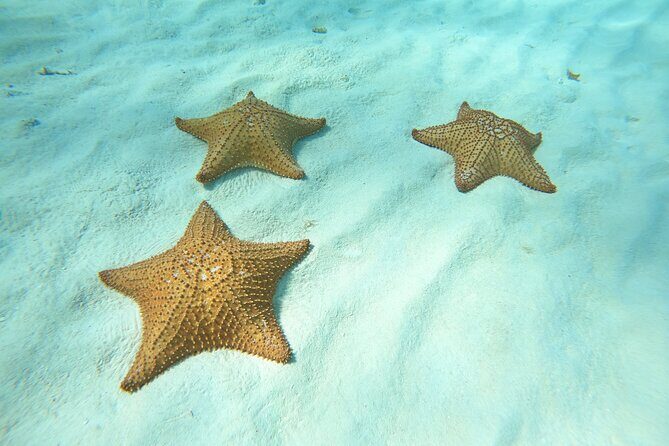 Cozumel El Cielo Snorkeling Tour - What Makes This Tour Stand Out