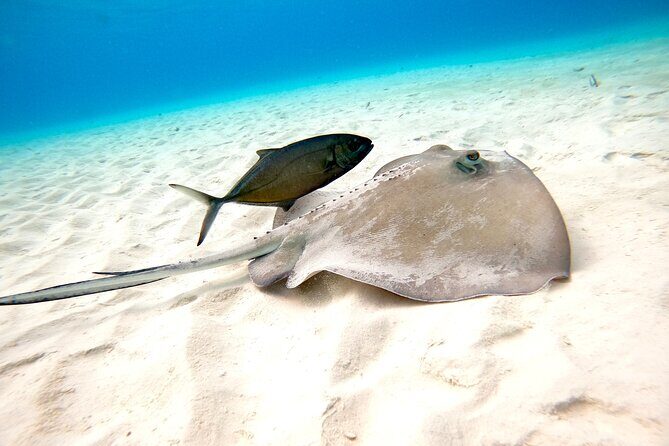 Cozumel El Cielo Snorkeling Tour - Who Is This Tour Best For?