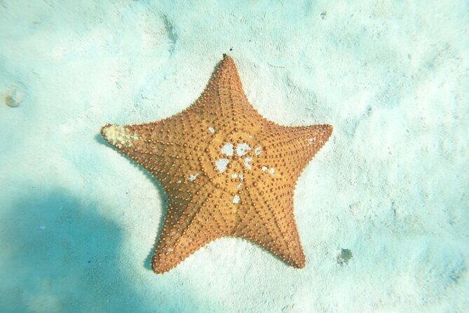 Cozumel El Cielo Snorkeling Tour - The Sum Up