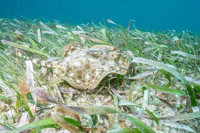 Cozumel Express 2-Tank Dives from Playa del Carmen/ Only for Certified Divers - The Value of This Tour