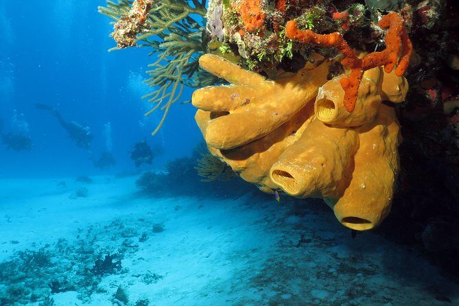 Cozumel Express 2-Tank Dives from Playa del Carmen/ Only for Certified Divers - The Sum Up