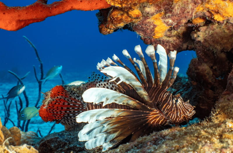 Cozumel Marine Park: Discover Scuba Diving Experience - Key Points