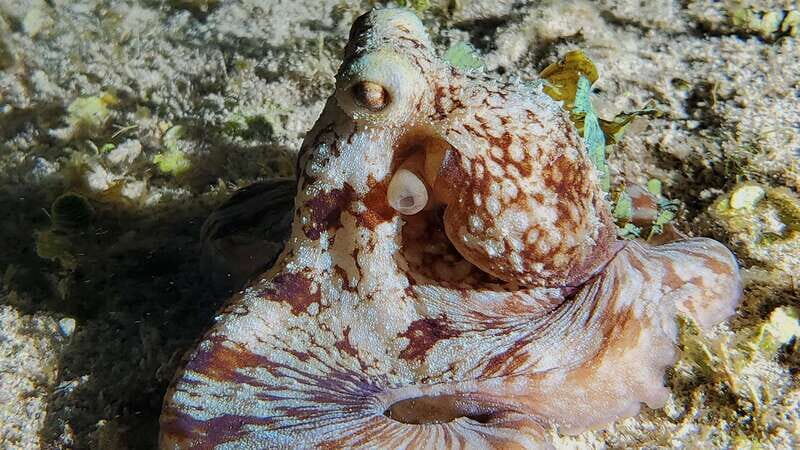 Cozumel: Night Snorkel Adventure - Introduction
