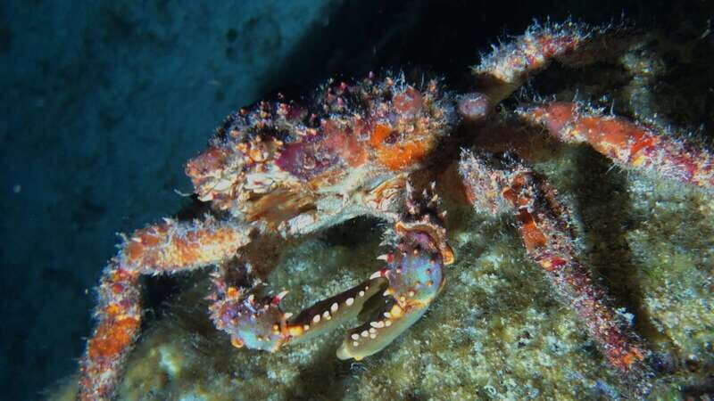 Cozumel: Night Snorkel Adventure - Key Points