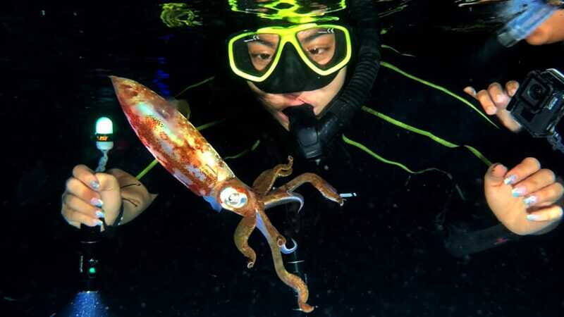 Cozumel: Night Snorkel Adventure - Additional Considerations