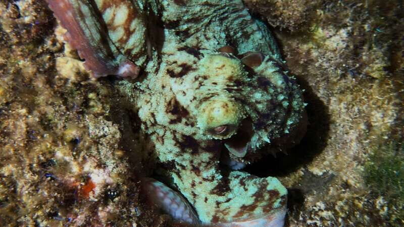 Cozumel: Night Snorkel Adventure - FAQ