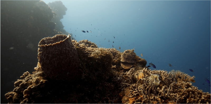 Cozumel: Ocean Dive - An In-Depth Look at the Cozumel Ocean Dive Tour