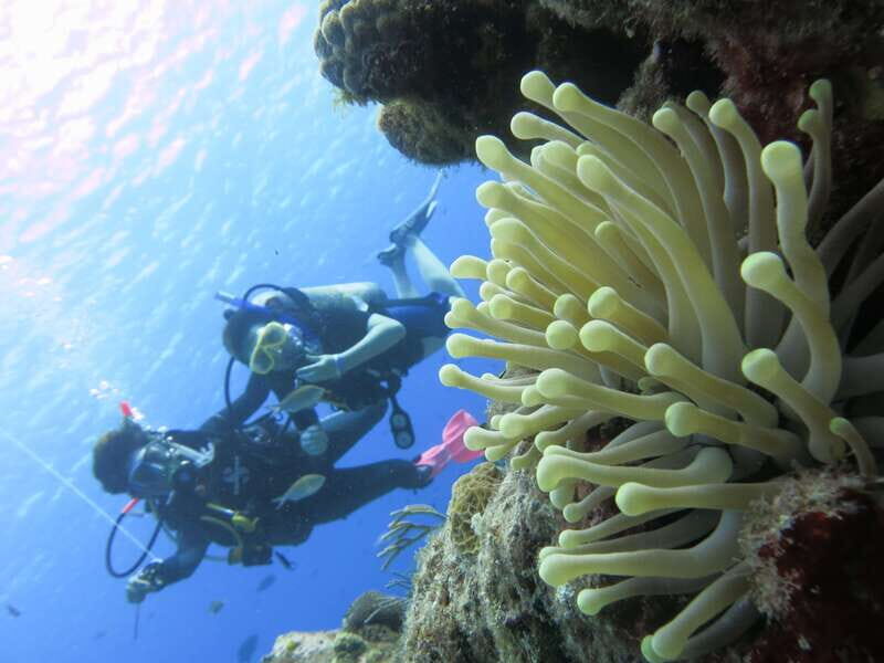 Cozumel: One Tank Scuba Dive and Full Chankanaab Park Access - Who Will Love This Tour?
