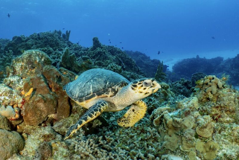 Cozumel: Open Water PADI Diver Course - Duration and Practicalities  