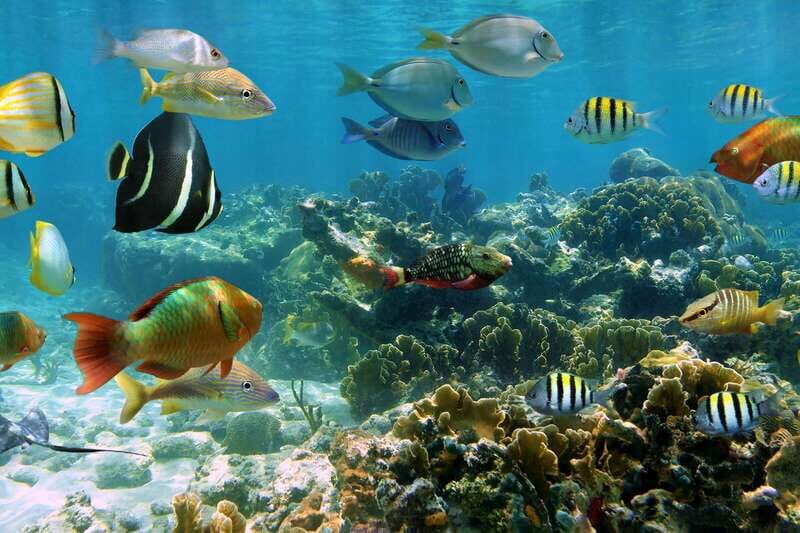 Cozumel: Palancar, Columbia and Cielo Reefs Snorkeling Tour - The Value and Who It’s For