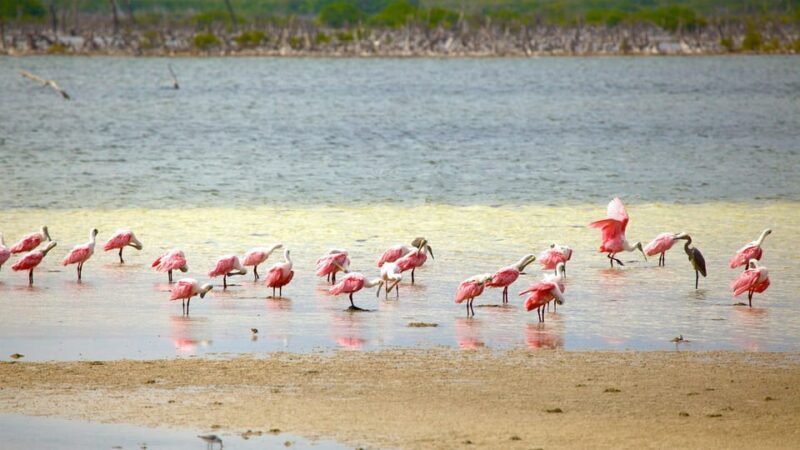 Cozumel Parks: Chankanaab, Punta Sur, San Gervasio+Transport - Timing and Group Size
