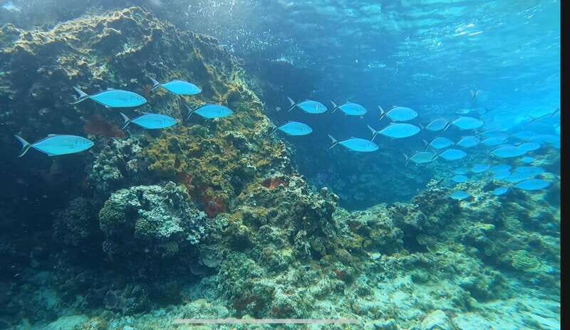 Cozumel, Passion Island: 4-Hour Private Tour - Discovering Cozumel’s Northern Paradise