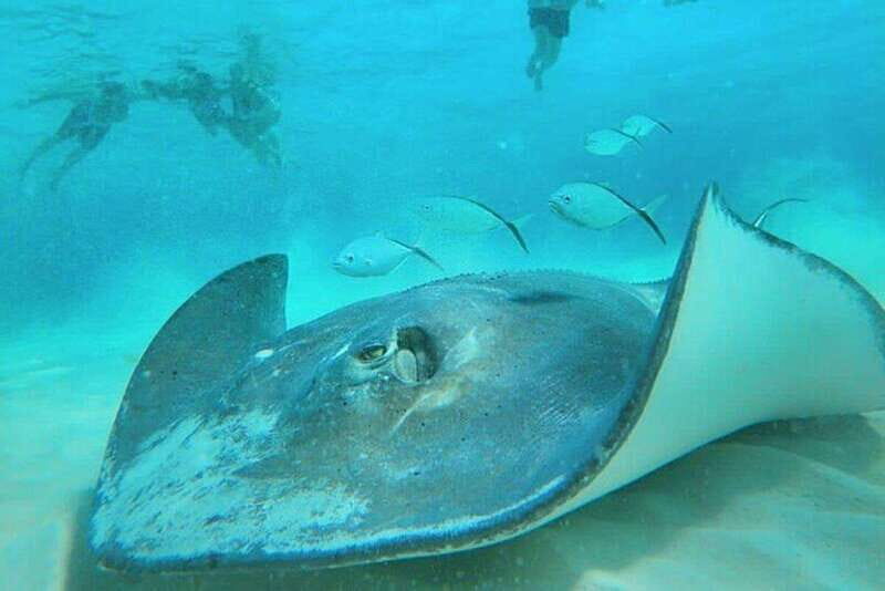 Cozumel: Private Snorkel Tour El Cielo + 3 Reefs Food Drinks - Exploring the Itinerary: What You Can Expect