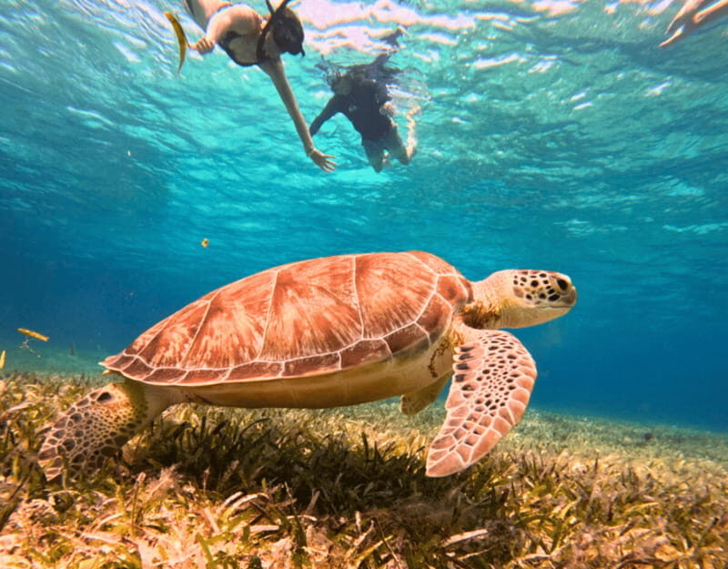 Cozumel: Private Snorkel Tour El Cielo + 3 Reefs Food Drinks - The Logistics: Timing and Group Size