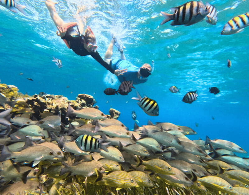 Cozumel: Private Snorkel Tour El Cielo + 3 Reefs Food Drinks - Price and Value