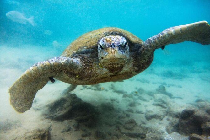 Cozumel Private Snorkeling and Charter Experience - Cozumel Private Snorkeling and Charter Experience: A Deep Dive