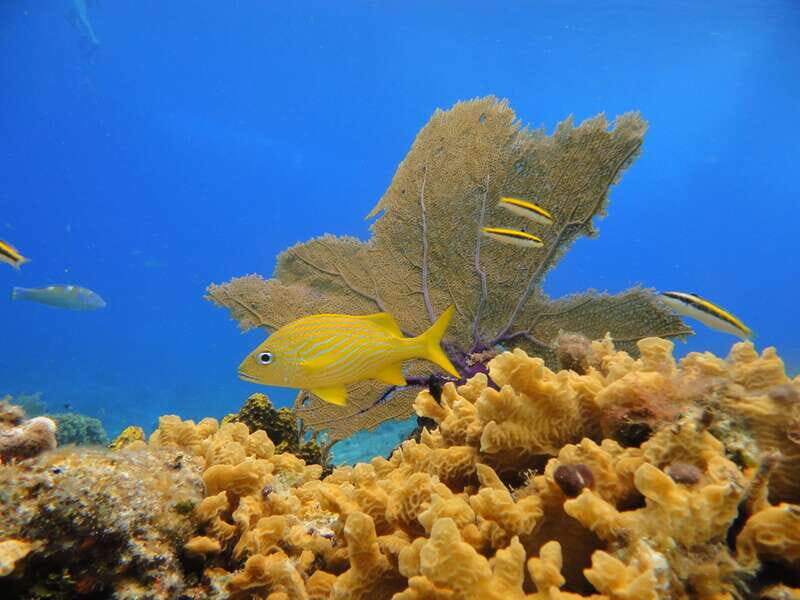 Cozumel: Private VIP Glass Bottom-Boat and Snorkeling Tour - Who Should Consider This Tour?