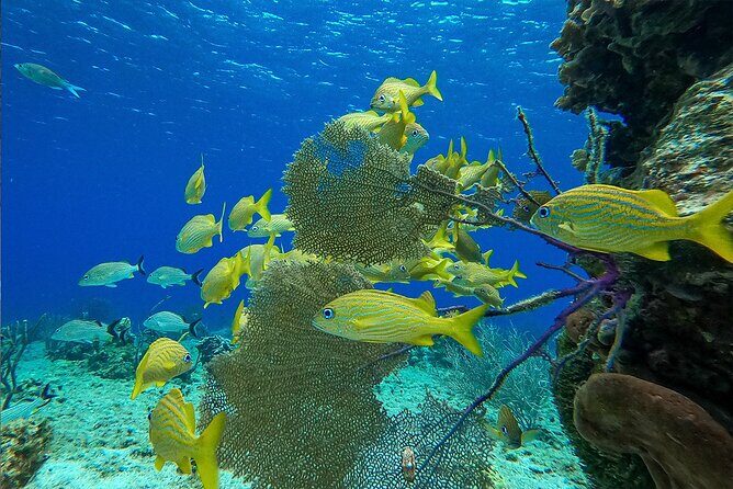 Cozumel Private Yacht and Snorkel with Lunch and Open Bar Onboard - The Sum Up