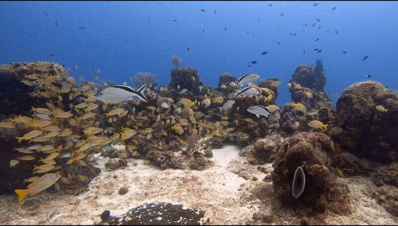 Cozumel Scuba Diving: 2 Tanks in the National Park for certified divers - Logistics and Practicalities