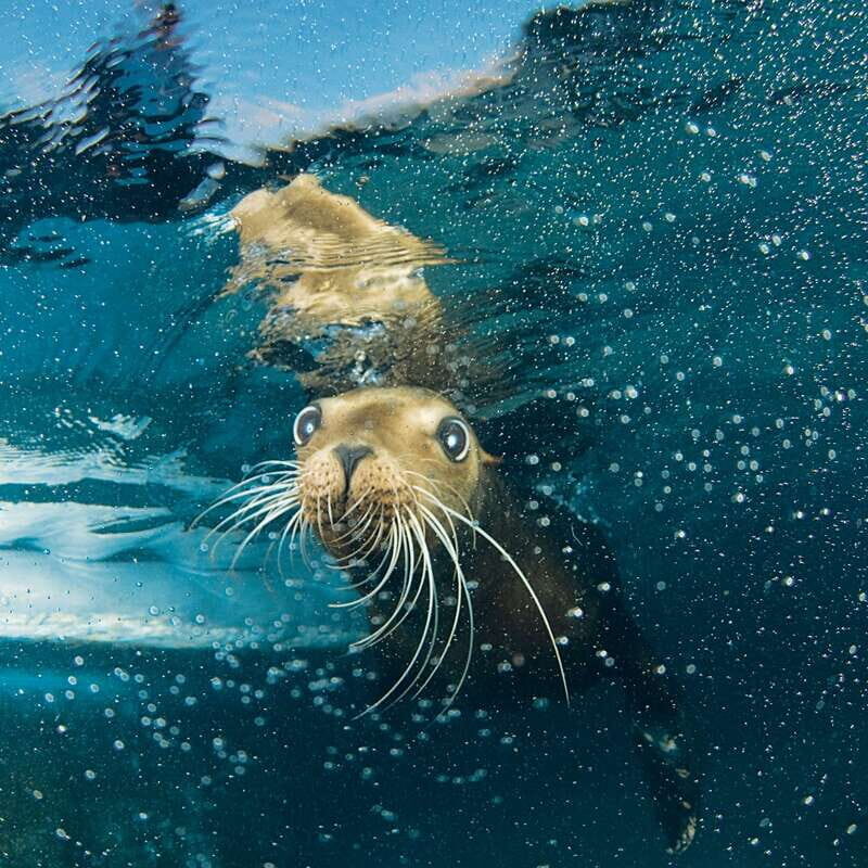 Cozumel: Sea Lion Program at Chankanaab Beach Adventure Park - Practical Tips and Important Details