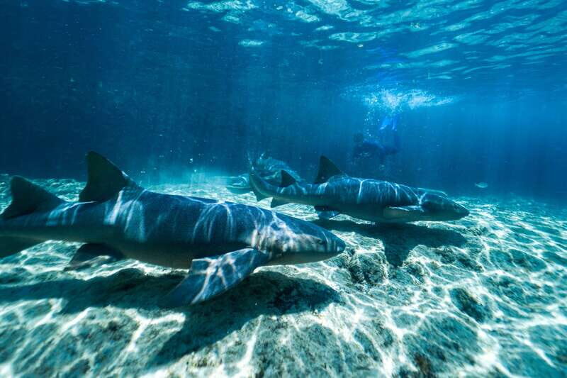 Cozumel: Snorkel and Swim with Stingrays - Key Points