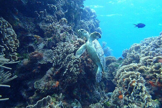 Cozumel Snorkel at El Cielo & 2 Reefs! Transportation from Tulum - What to Expect from the Cozumel Snorkeling Tour