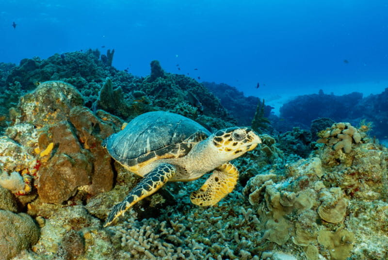 Cozumel: Snorkeling Boat Tour - Key Points