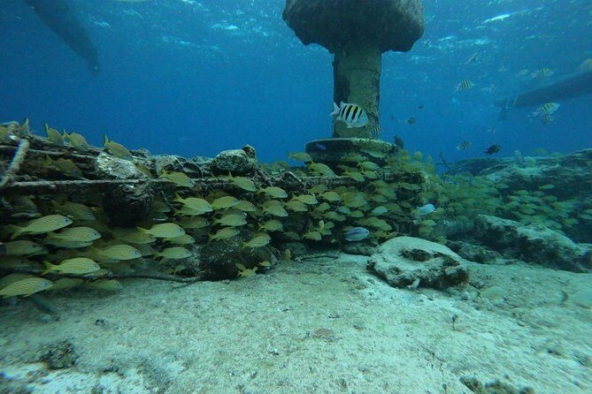 Cozumel Snorkeling Experience! El Cielo Reef from Cancun & Playa del Carmen - Final Thoughts