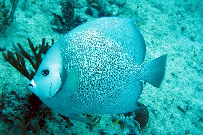 Cozumel Snorkeling Reef Experience with Ceviche and Beers - Key Points