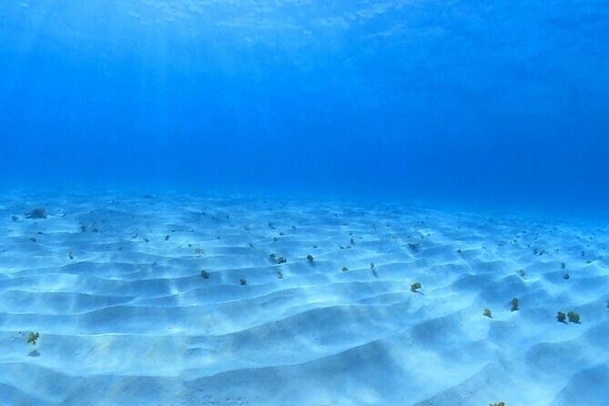 Cozumel Snorkeling Reef Experience with Ceviche and Beers - Who Should Consider This Tour?