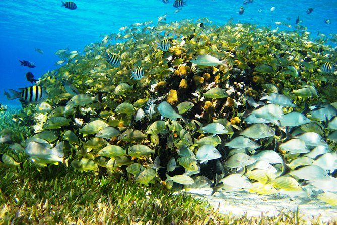 Cozumel Snorkeling Tour at Palancar & Colombia Reefs and El Cielo - FAQs