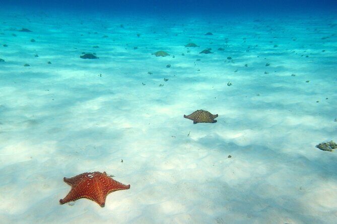 Cozumel Snorkeling Tour to Palancar Reef and El Cielo - Final Thoughts: Is This Tour for You?