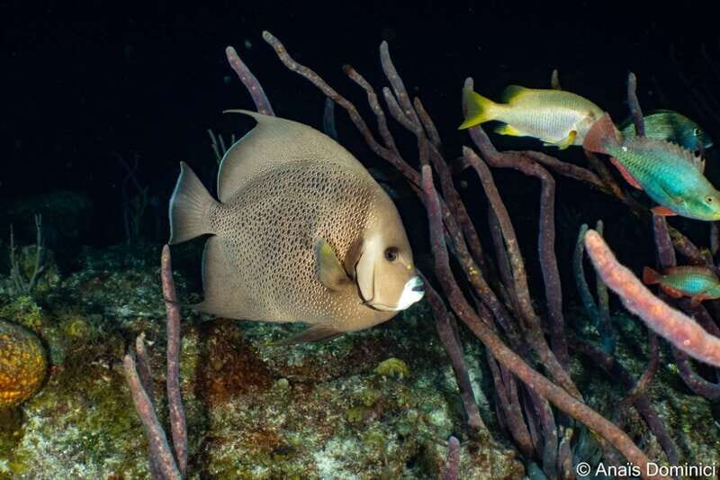 Cozumel: South Marine Park & Cozumel Reef Scuba Diving Tour