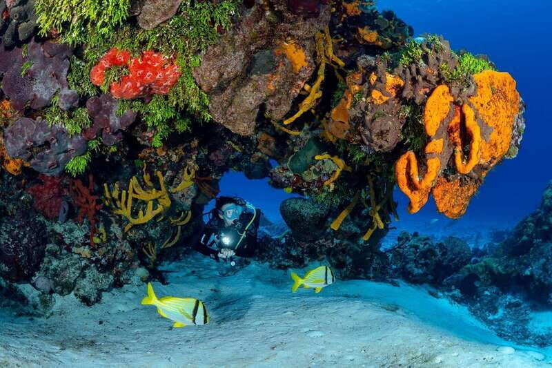 Cozumel: South Marine Park & Cozumel Reef Scuba Diving Tour - Who Is This Tour Perfect For?
