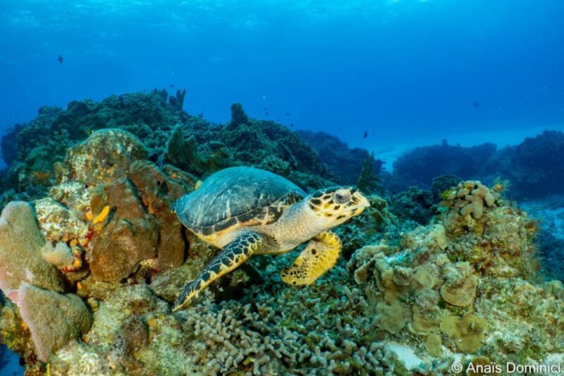 Cozumel: South Marine Park & Cozumel Reef Scuba Diving Tour - FAQ