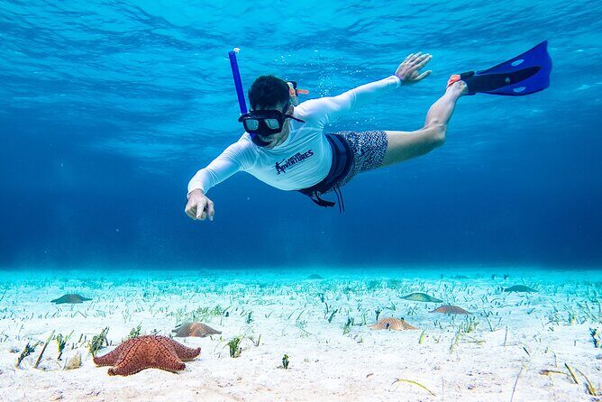 Cozumel Starfish and Tropical Reef Snorkeling by Powerboat with Lunch - The Sum Up: Who Will Love This Cozumel Snorkeling Tour?