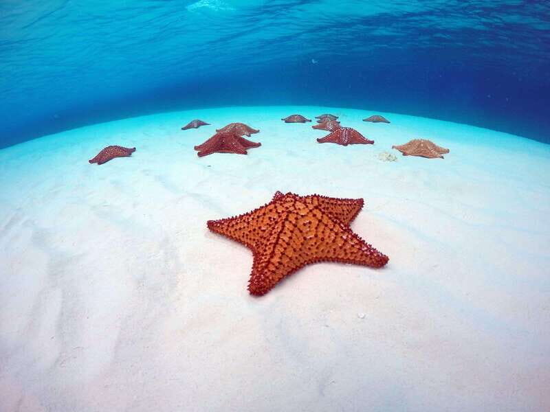 Cozumel: Transparent bottom boat tour and snorkeling activity. - An In-Depth Look at the Experience