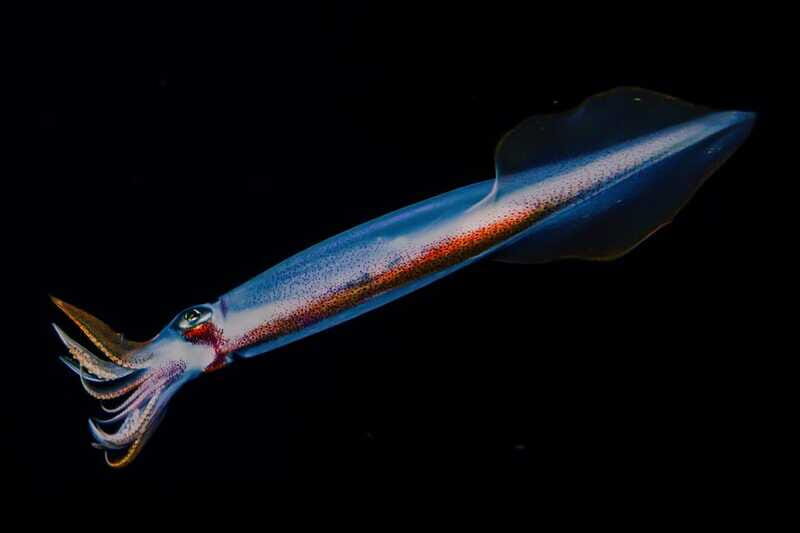 Cozumel: Twilight and Night Dive for Certified Divers - Why This Tour Really Shines