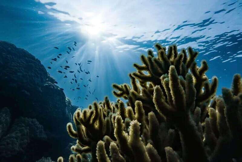 Cozumel: Twilight and Night Dive for Certified Divers - FAQ