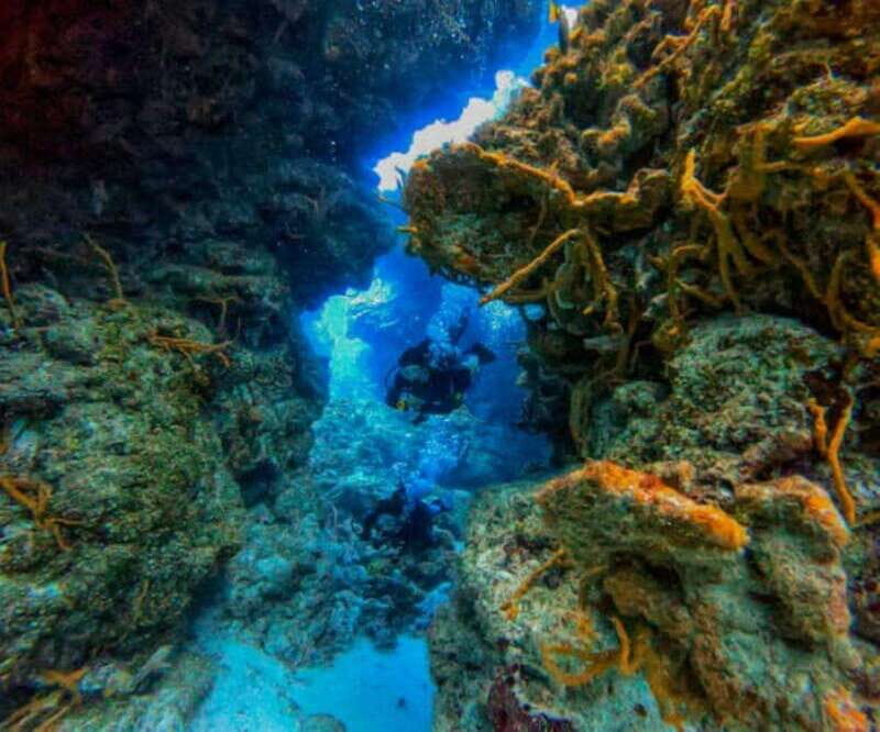 Cozumel: Two reef dives in Marine Park, certified divers - Key Points