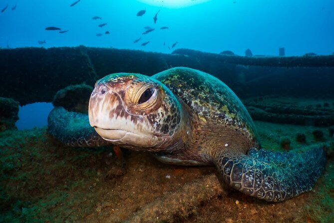 Cozumel underwater 2 Tank Dive by boat - Final Thoughts