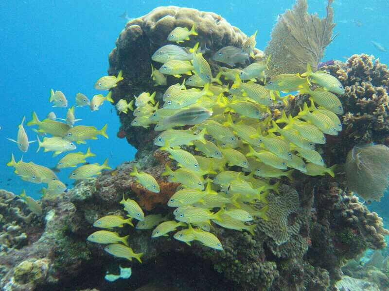 Cozumel: VIP Glass Bottom Boat & Snorkeling 3 Reefs Tour - Practical Details and Tips for Travelers
