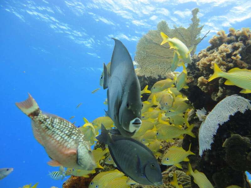 Cozumel: VIP Glass Bottom Boat & Snorkeling 3 Reefs Tour - FAQs