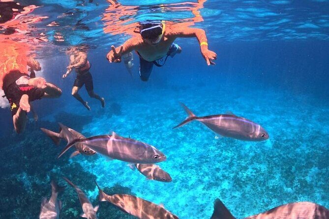 Cozumel's Best: Snorkel Adventure in El Cielo and El Cielito - What Makes This Tour Stand Out