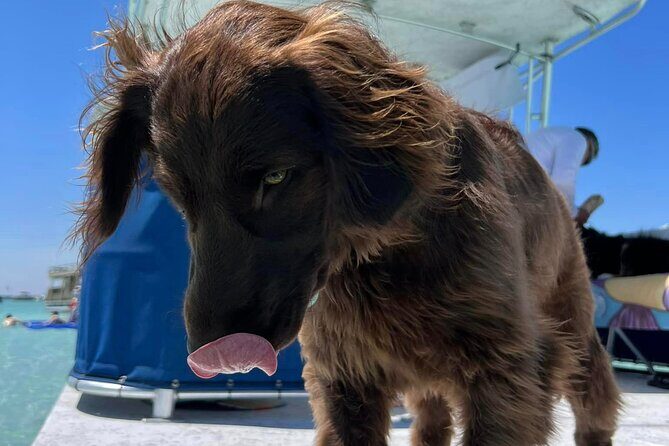 Crab Island Private Captained Charter in Destin - Authentic Insights from Reviews